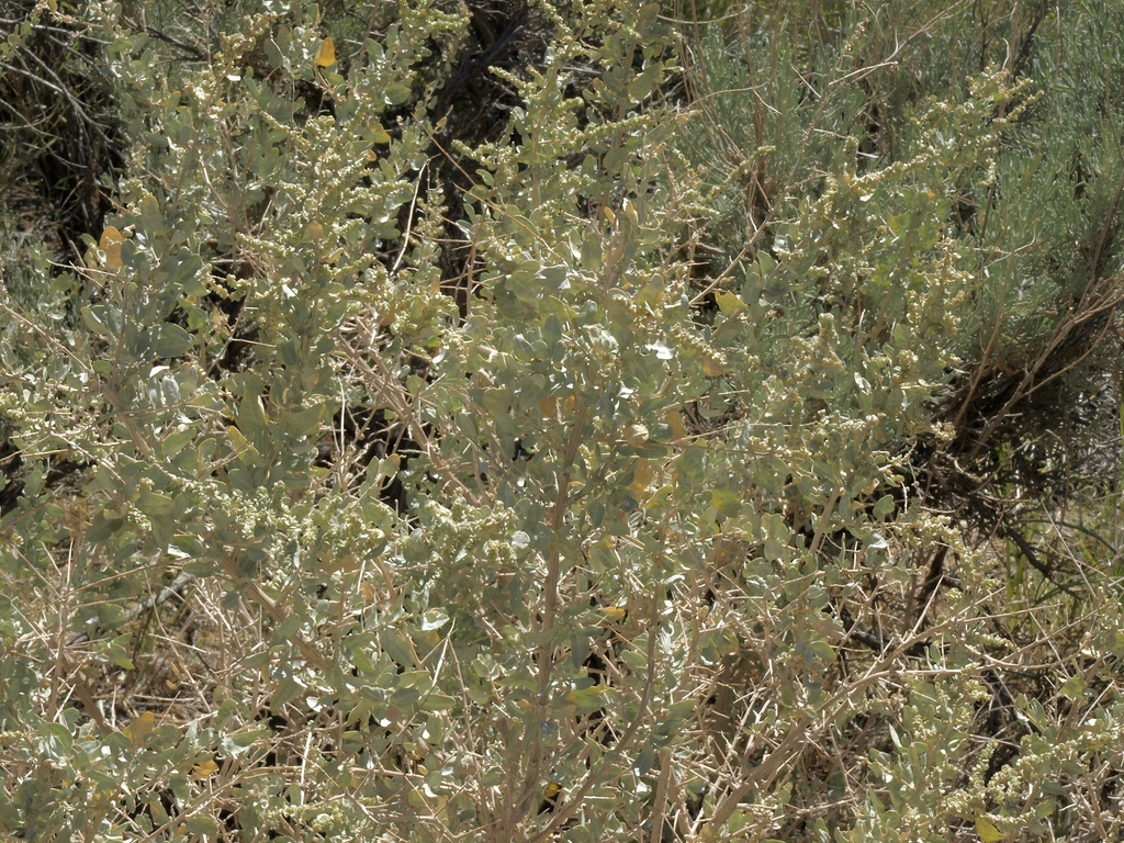 torrey's saltbush (Atriplex torreyi torreyi) - Botanical Realm