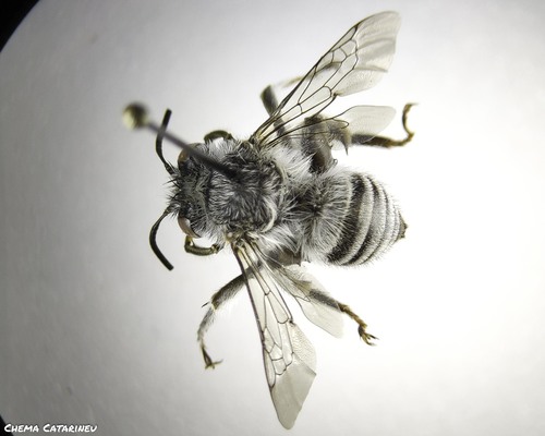 Anthophora crassipes · iNaturalist
