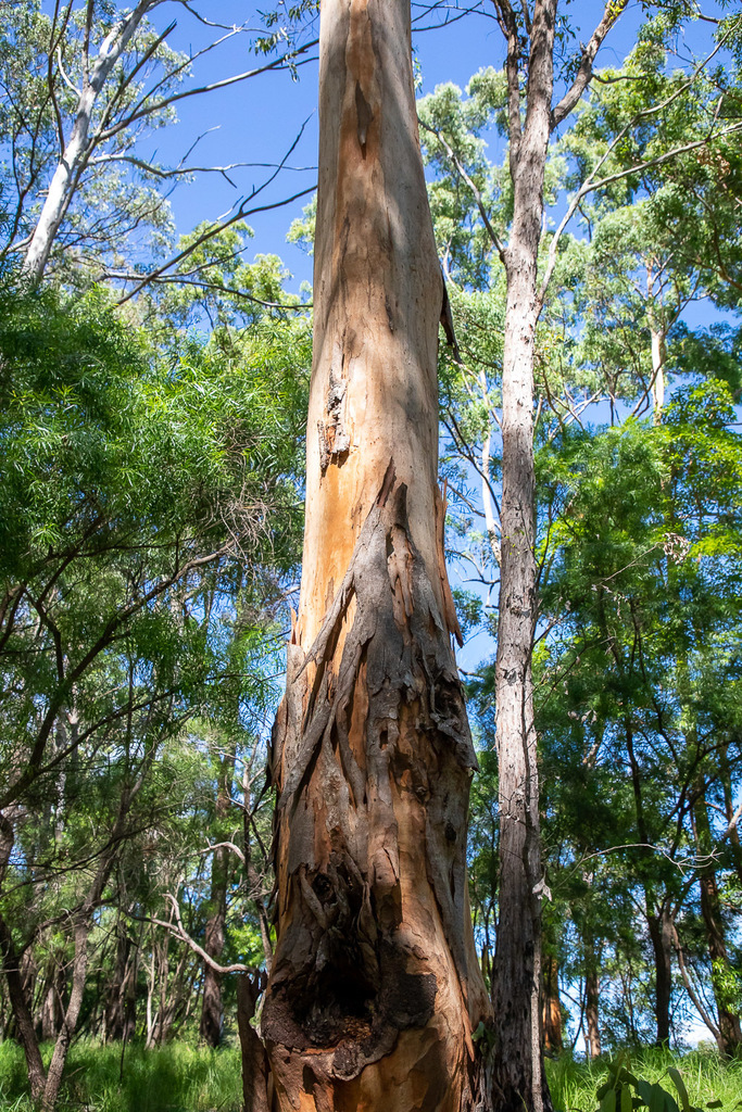 Grey Gum from Springbrook QLD 4213, Australia on April 9, 2021 at 11:04 ...