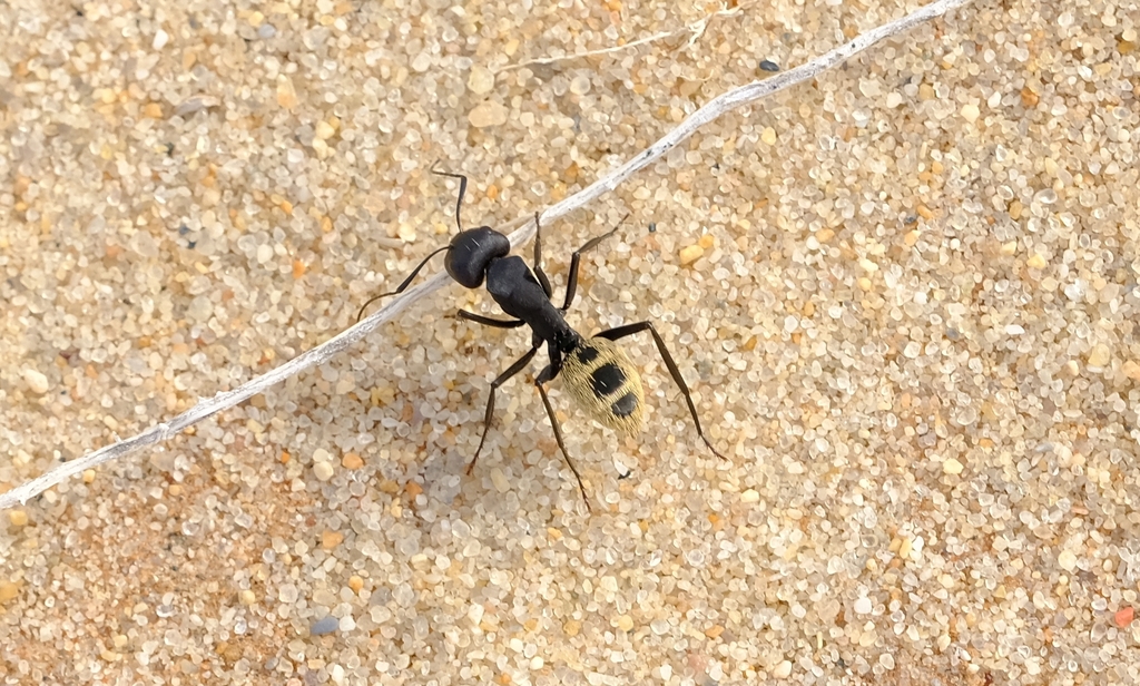Karoo Balbyter Ant from PN1 on June 07, 2021 at 01:21 PM by Nick Helme ...