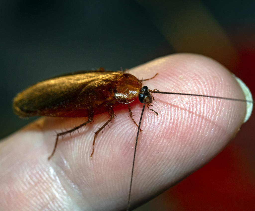 Pennsylvania Wood Cockroach from Montgomery County, PA, USA on June 13 ...