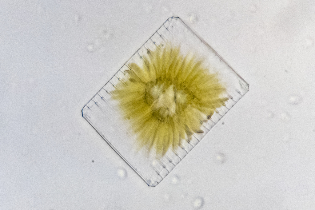 Striatella unipunctata (Encyclopedia of Diatoms Found in the USA ...