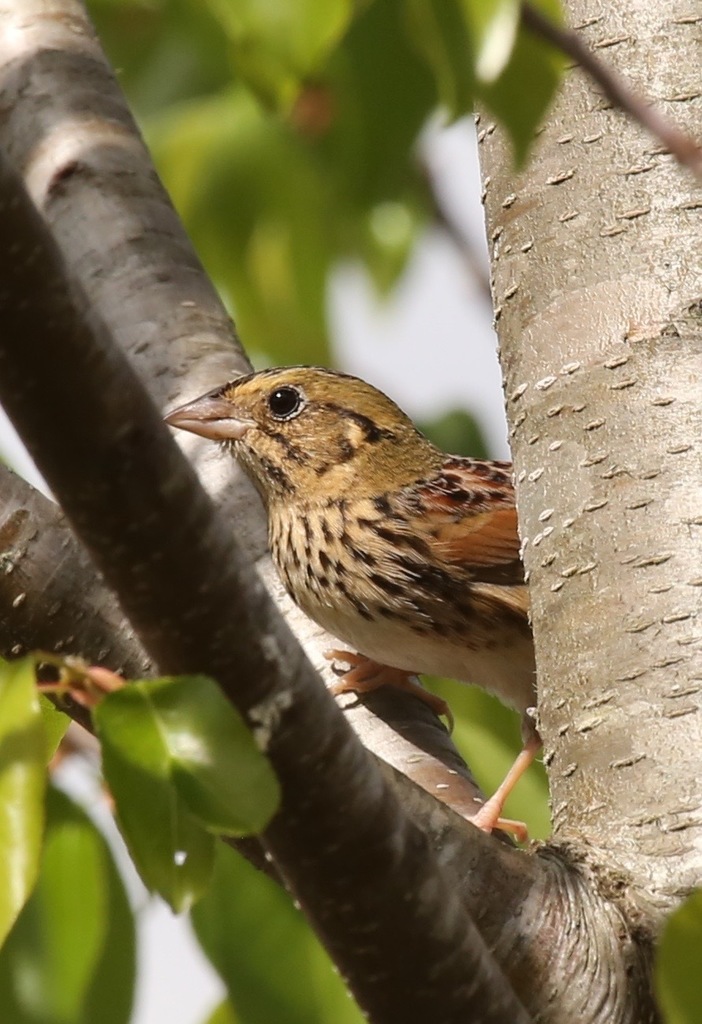 Henslow's Sparrow (Sparrows of Eastern North America ) · iNaturalist