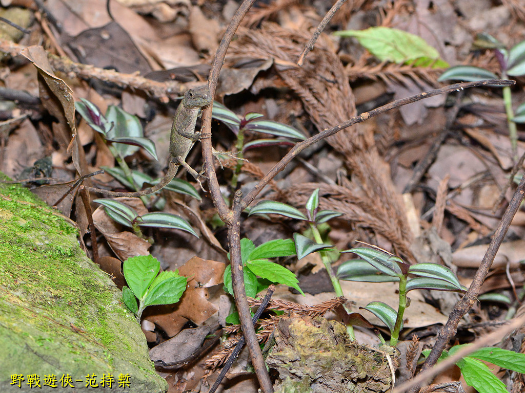 Diploderma polygonatum xanthostomum in April 2021 by Kinmatsu Lin ...