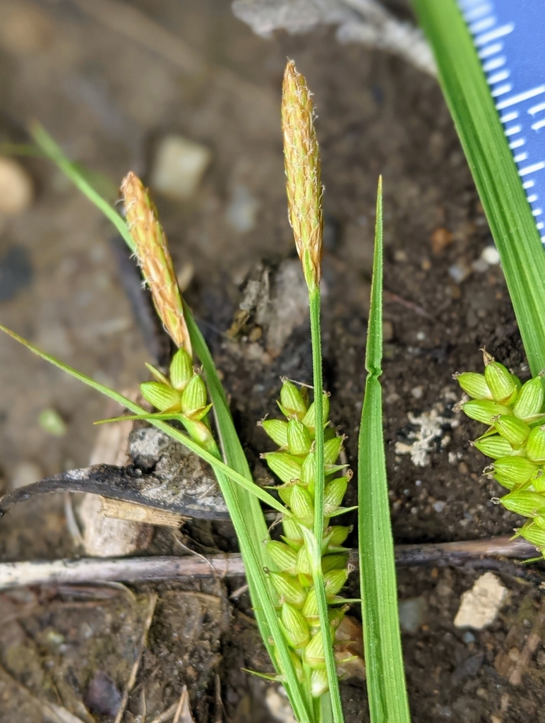 open-field sedge in June 2021 by Robert Wernerehl. Along a road ...