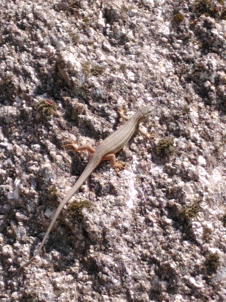 Lagartija Colilarga desde Ovil, 4640, Portugal el 11 de junio de 2021 a ...