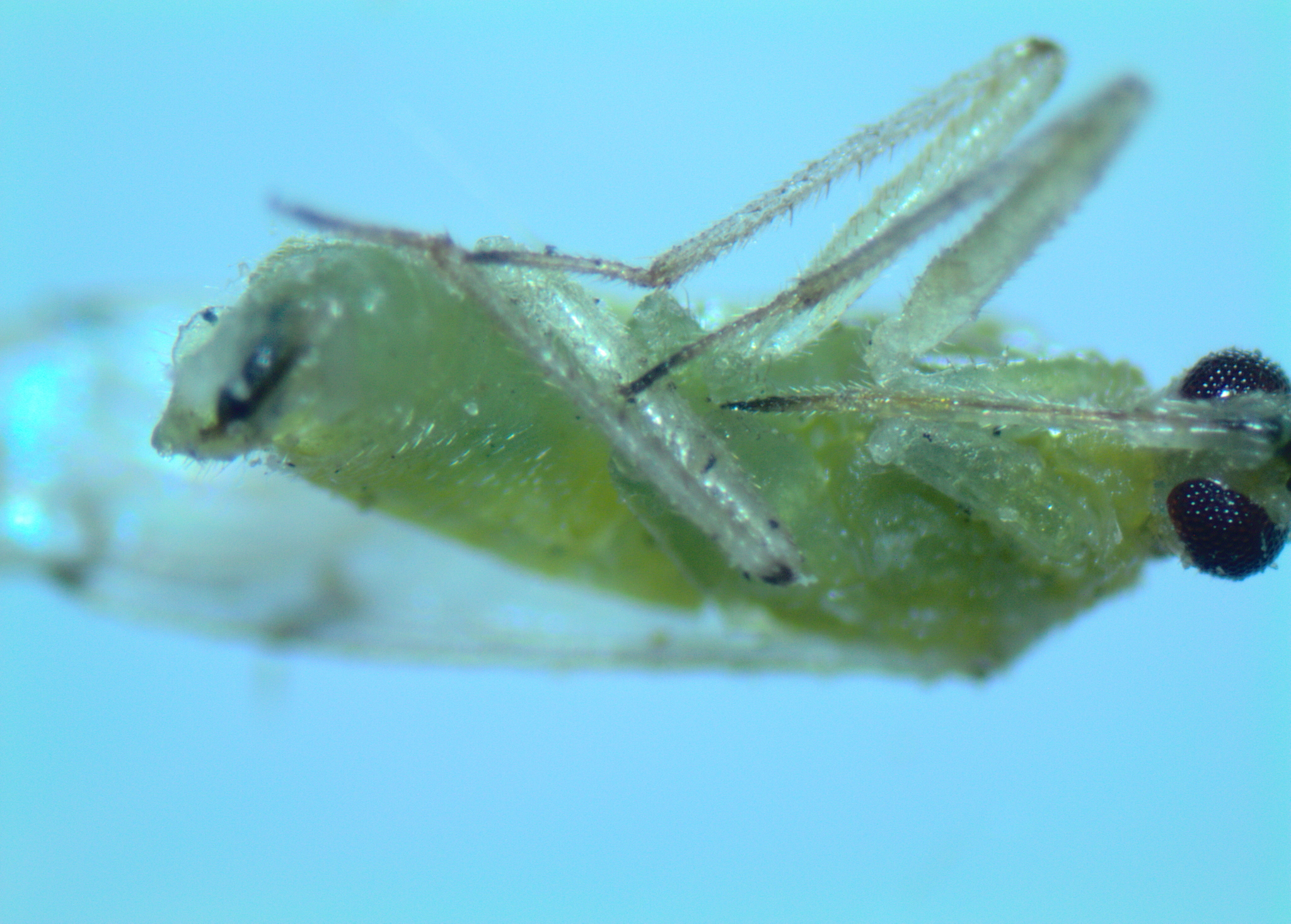 Nesidiocoris tenuis (Reuter, 1895)