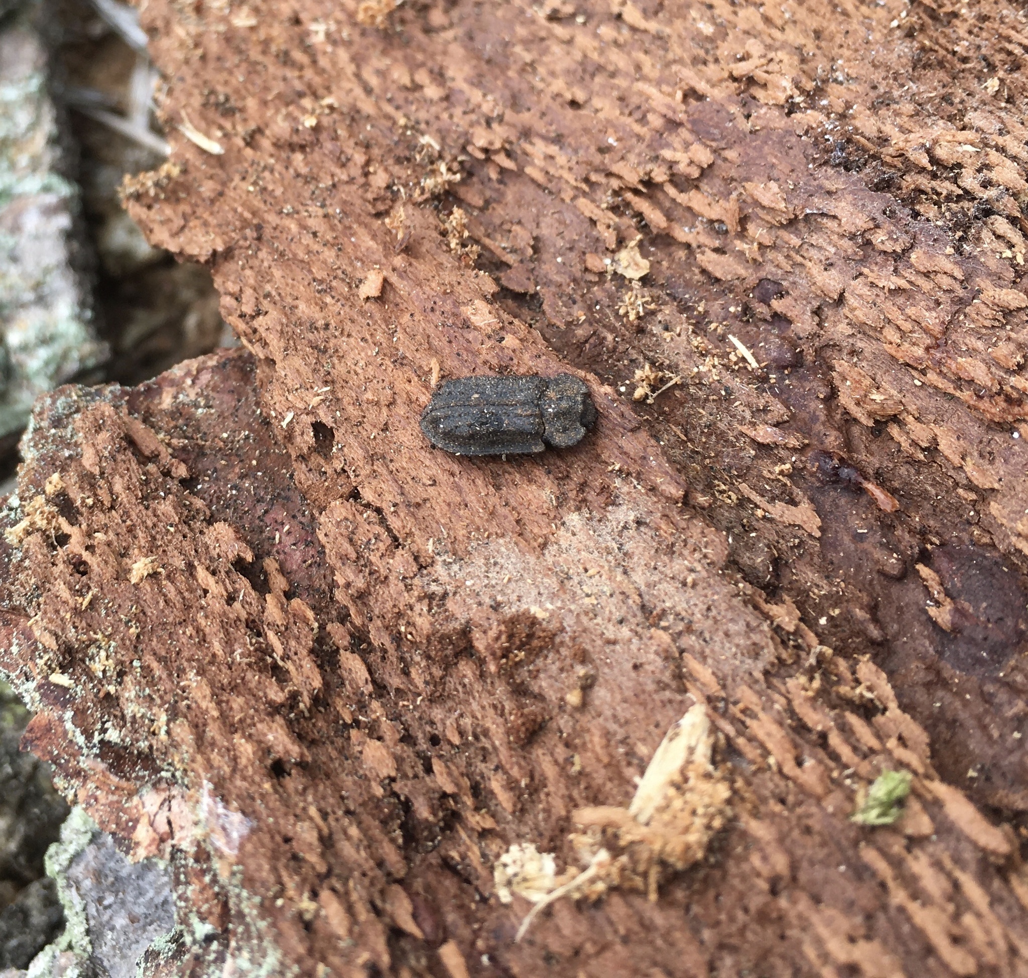 Calitys scabra (Thunberg, 1784)