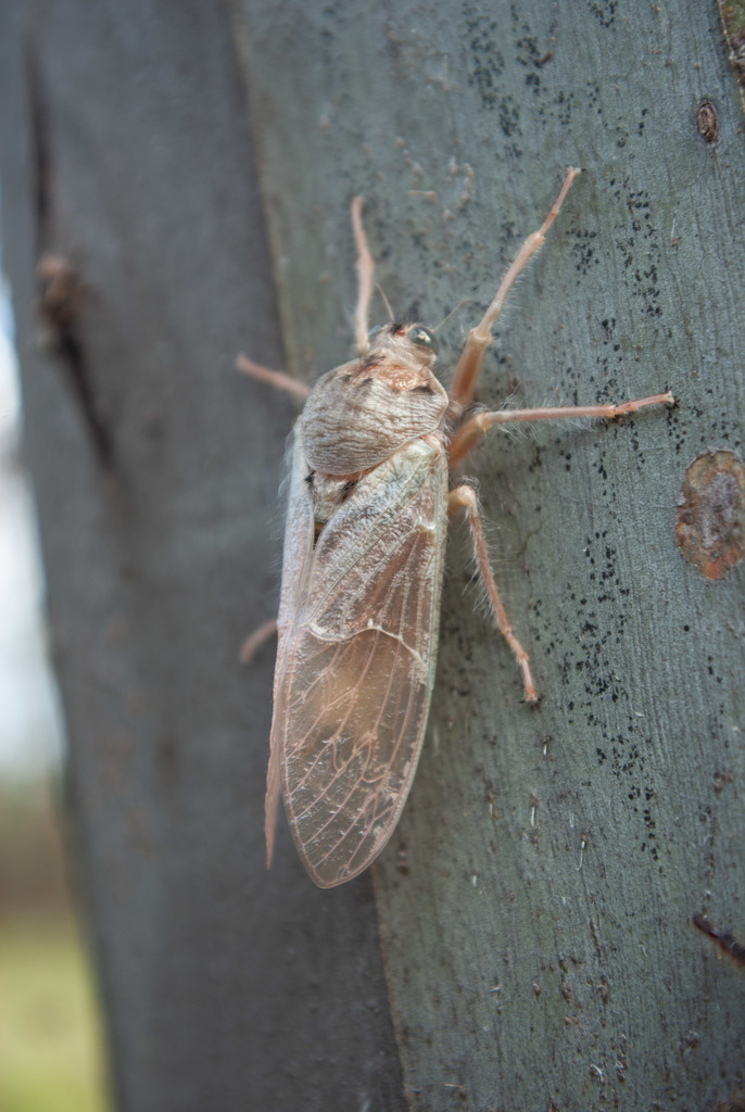 Alpine Hairy Cicada from Nelse VIC 3699, Australia on January 27, 2008 ...