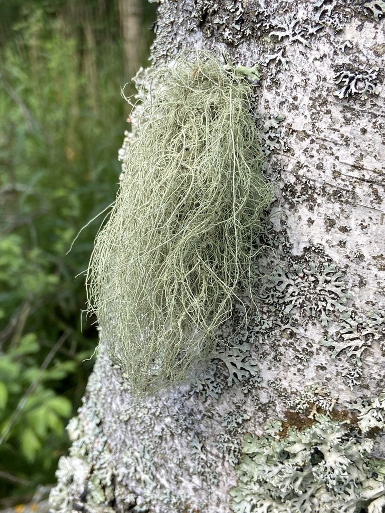 Fishbone Beard Lichen from Дмитровский р-н, Московская обл., Россия on ...