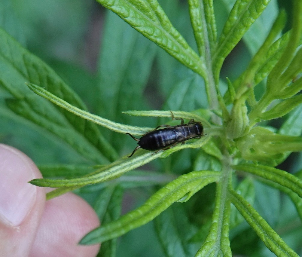 European Earwig from Sunset Park, Brooklyn, NY, USA on June 13, 2021 at ...