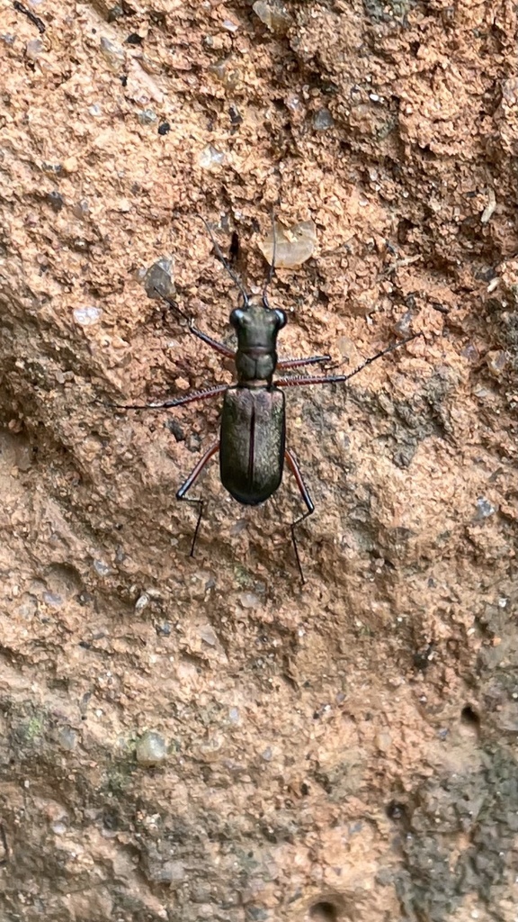 Heptodonta from Ma On Shan Country Park, Ma On Shan, New Territories ...
