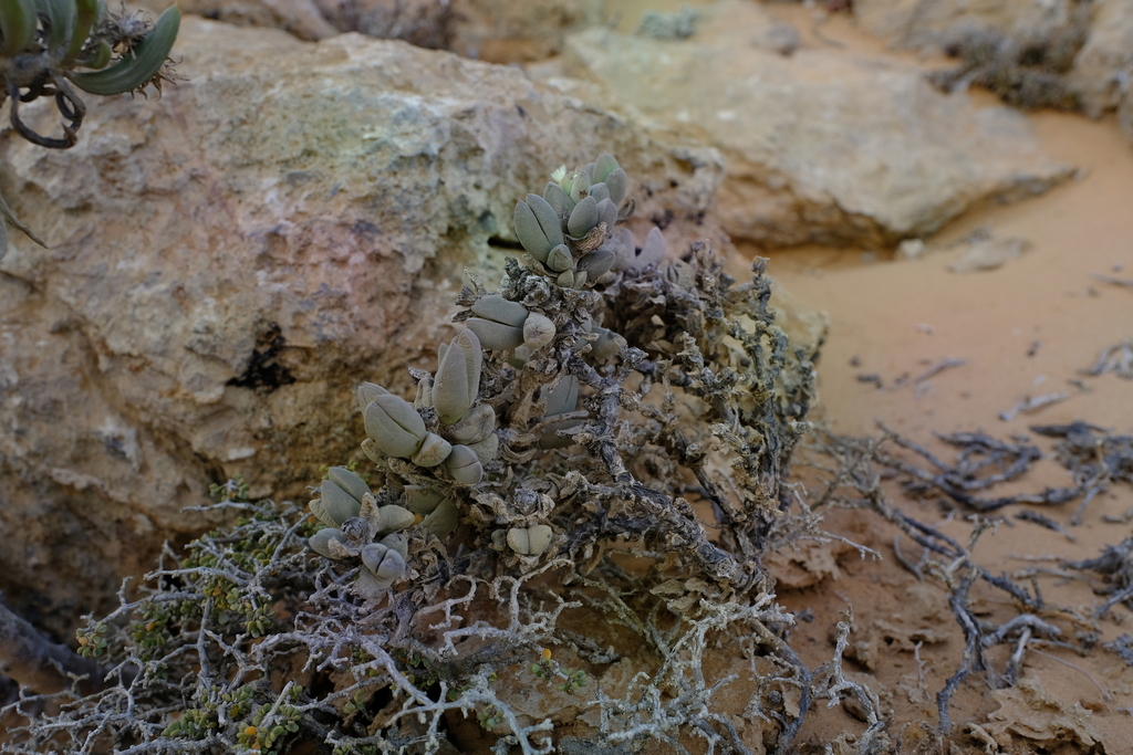 Astridia velutina from Grootderm on June 07, 2021 at 03:28 PM by Nick ...