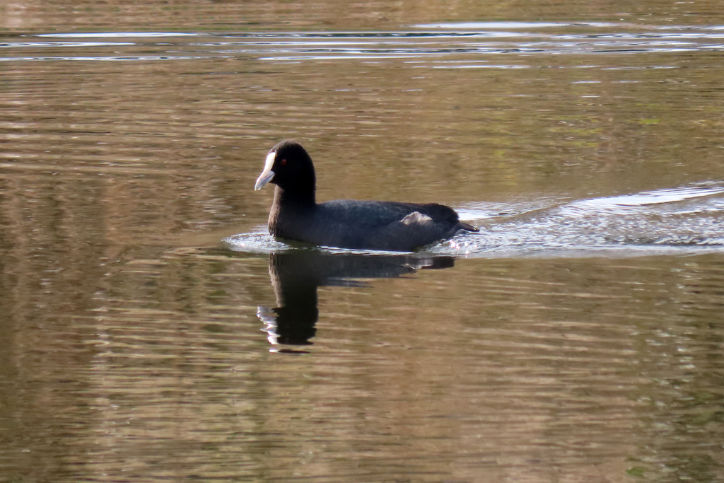 Australasian Coot from Hume Wetlands and Woodland, ACT, Australia on ...