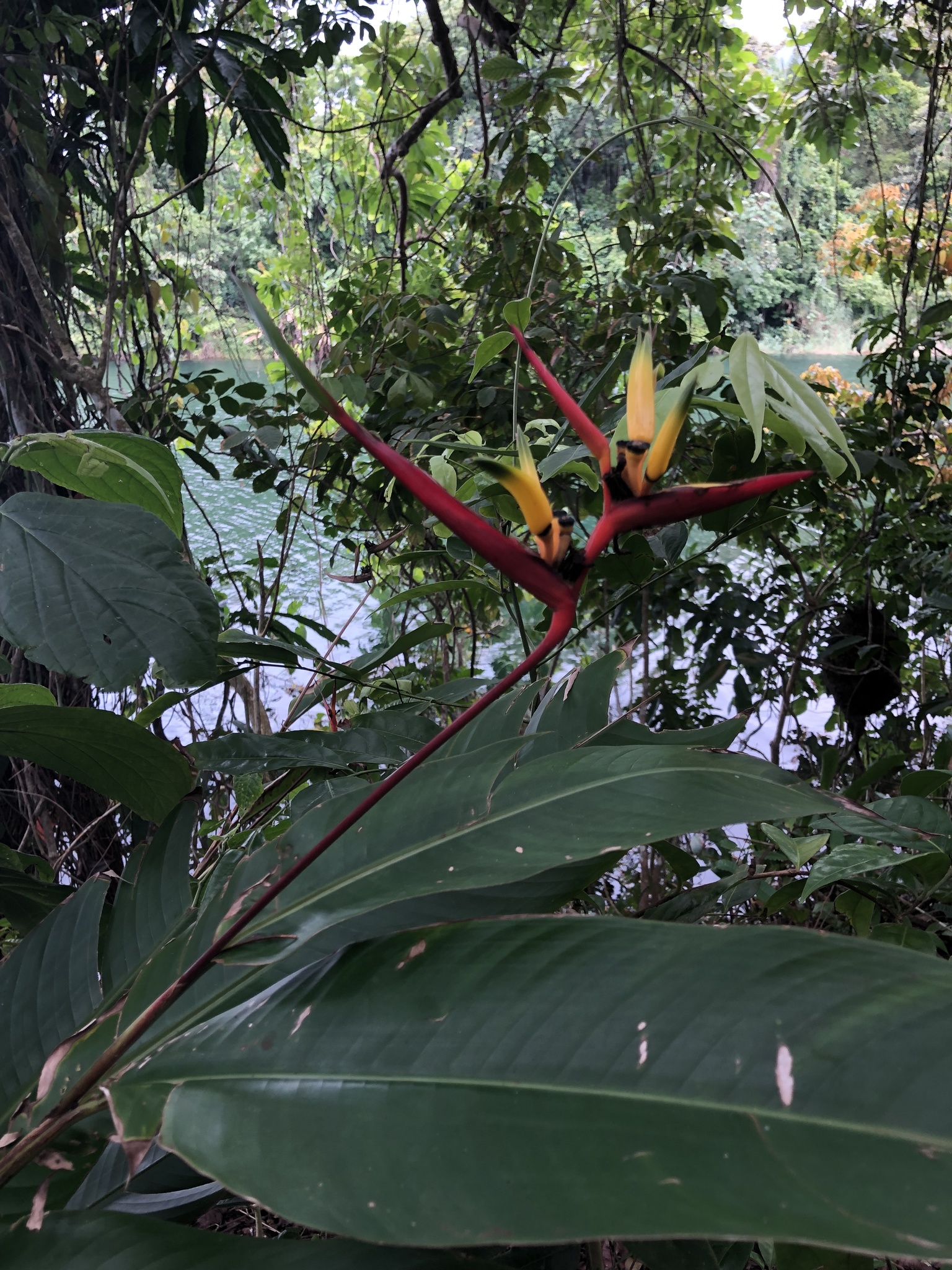 Heliconia vaginalis Benth.