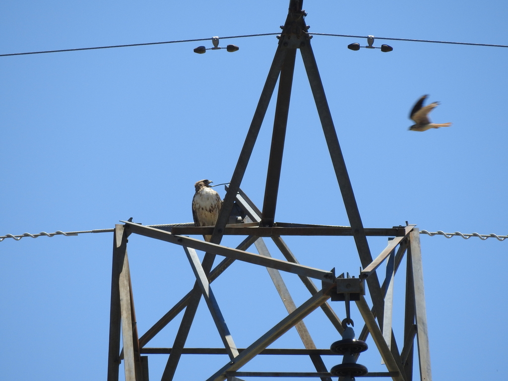 American Kestrel from Adams County, CO, USA on July 16, 2019 at 12:54 ...