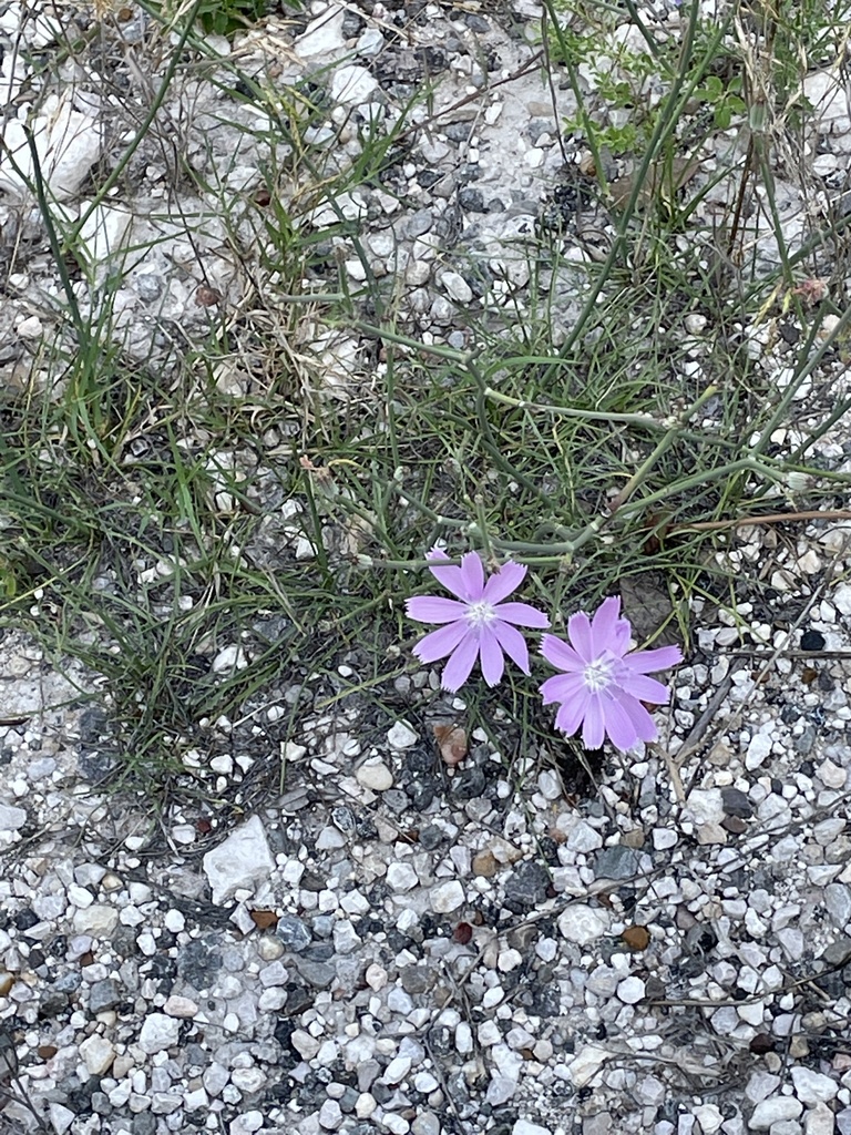 Texas Skeleton Plant from Bosque County, US-TX, US on June 13, 2021 at ...