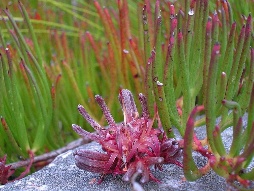 Peninsula Spiderhead (Serruria decumbens) - Botanical Realm