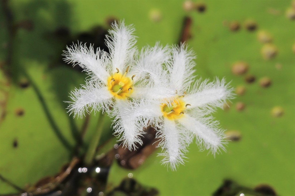 Water Snowflake from Singapore on April 19, 2017 at 10:21 AM by ...