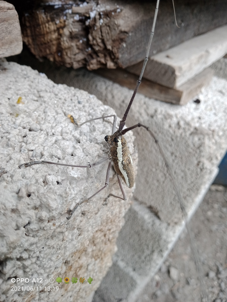 Fig Tree Borer from San José de Gracia, Pue., México on June 11, 2021 ...