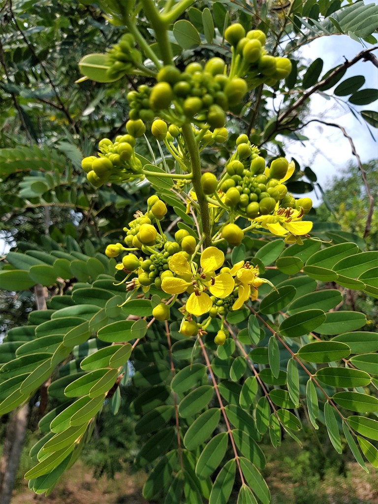 Kassod Tree from Ambatonono-Ambanja on November 15, 2017 by feno ...