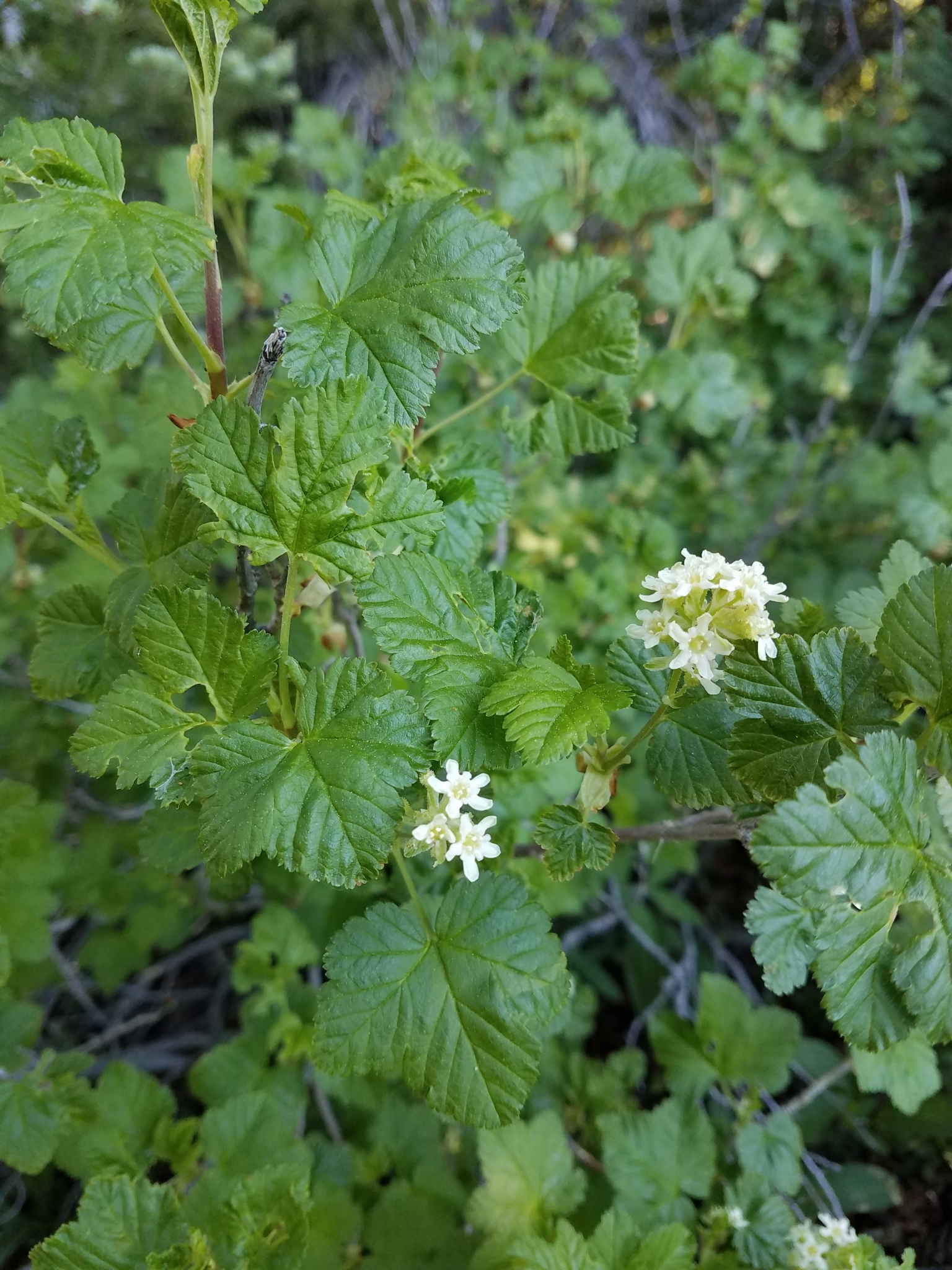 Ribes wolfii Rothr.