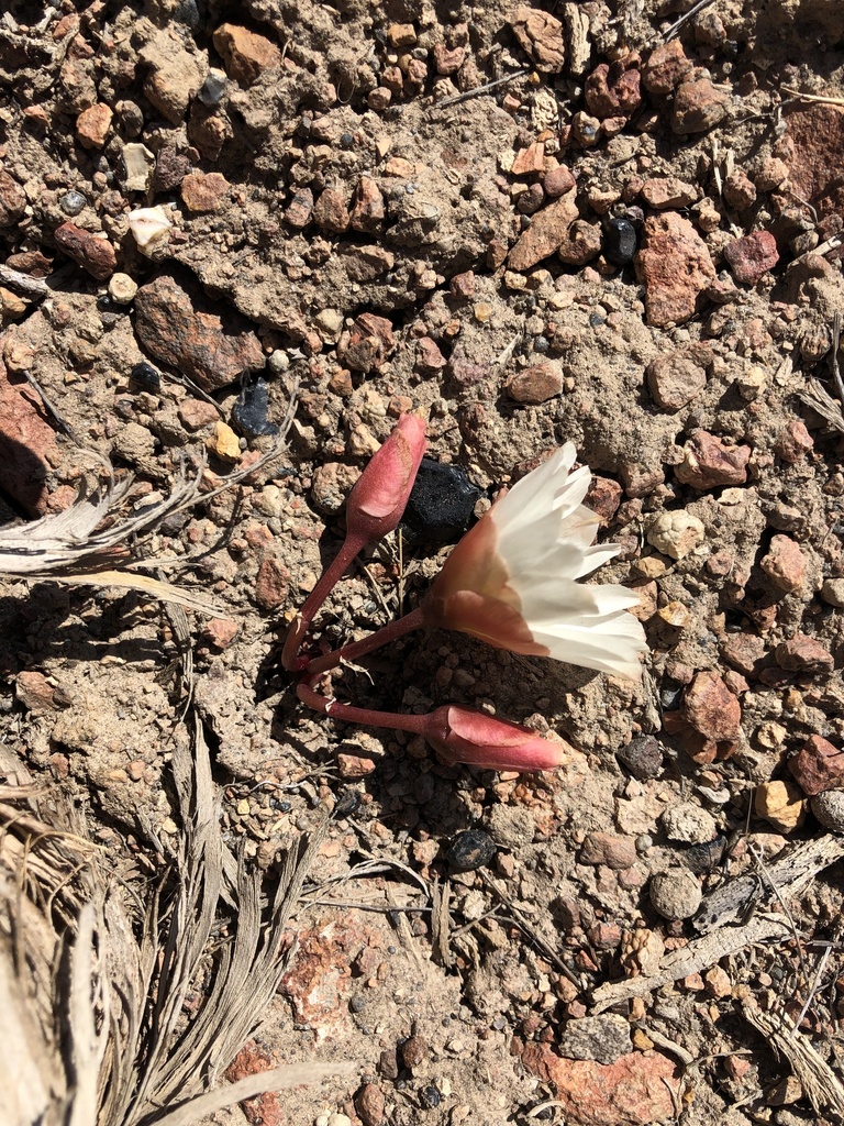 Bitterroot from Little High Rock Canyon Wilderness, Gerlach, NV, US on ...