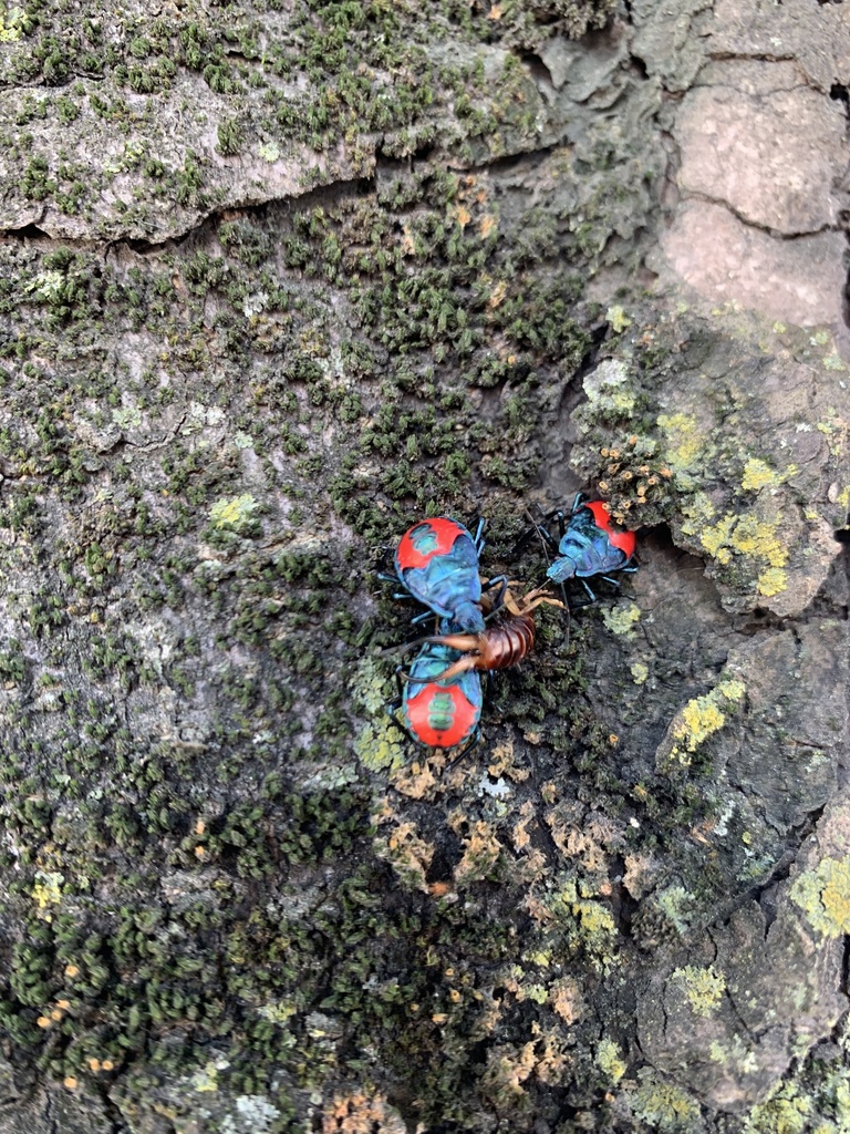 Florida Predatory Stink Bug from S Cartwright St, Nashville, TN, US on ...