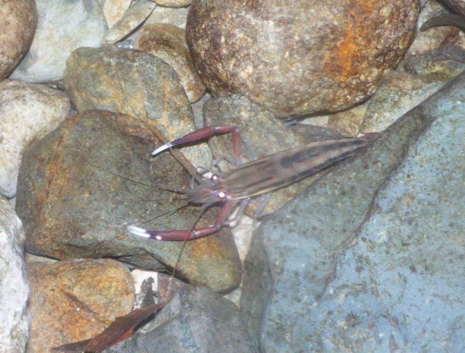 Macrobrachium carcinus (Linnaeus, 1758)