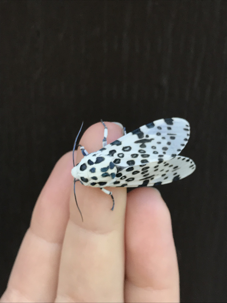 Giant Leopard Moth from Terra Cotta Conservation Area, Halton Hills, ON ...