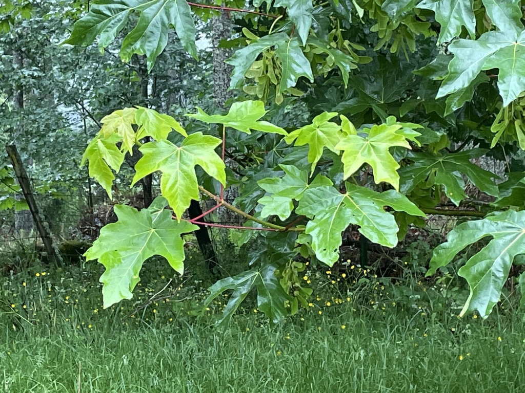 bigleaf maple from Eatonville Hwy E, Eatonville, WA, US on June 14 ...