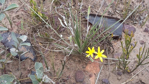 Silver Small Yellow Stargrass (Variety Hypoxis argentea argentea ...