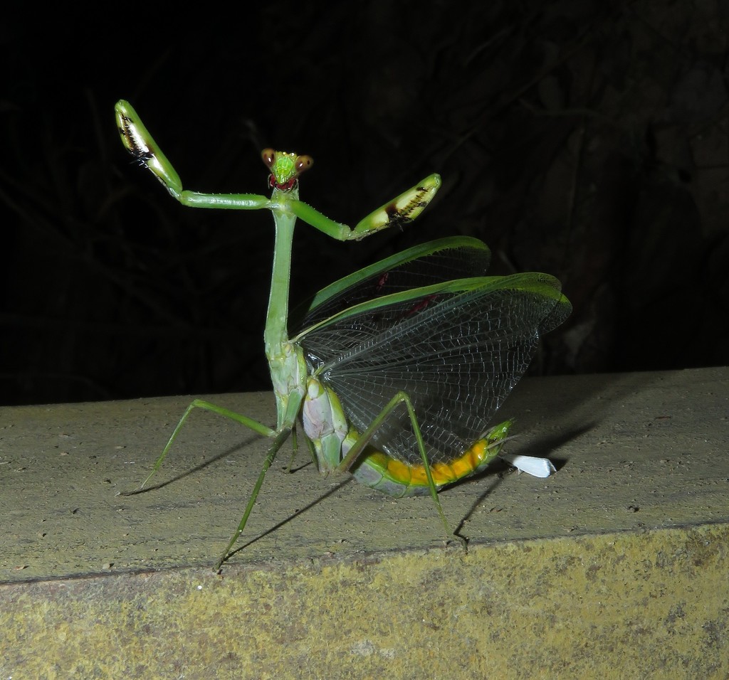 Avocado Mantis from Brazil - MT - Alta Floresta - Cristalino Lodge on ...