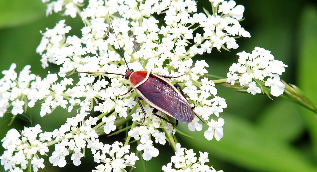 Pale-bordered Field Cockroach from Dallas, TX, USA sunset bay near pier ...