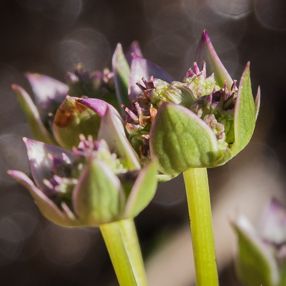 Dwarf Ministar from Naude's Neck, EC Drakensberg on February 20, 2018 ...