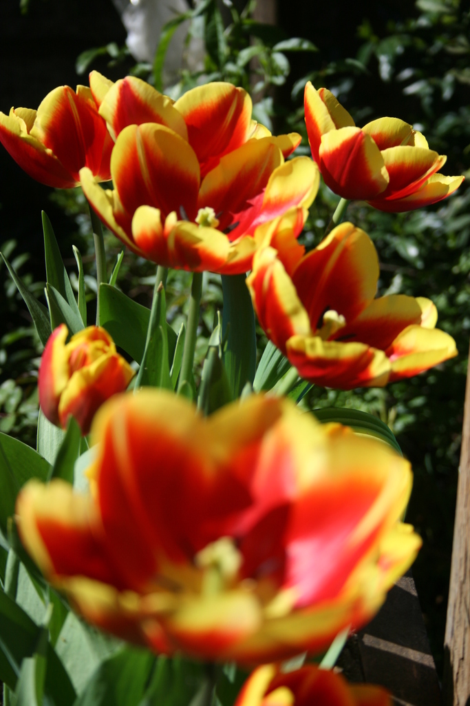 tulips from Osorno, Los Lagos, Chile on October 10, 2019 at 03:57 PM by ...