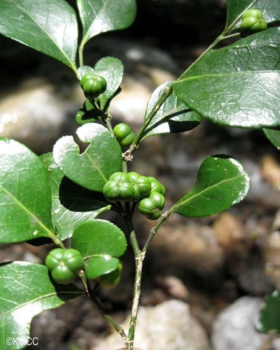 Suregada boiviniana · iNaturalist