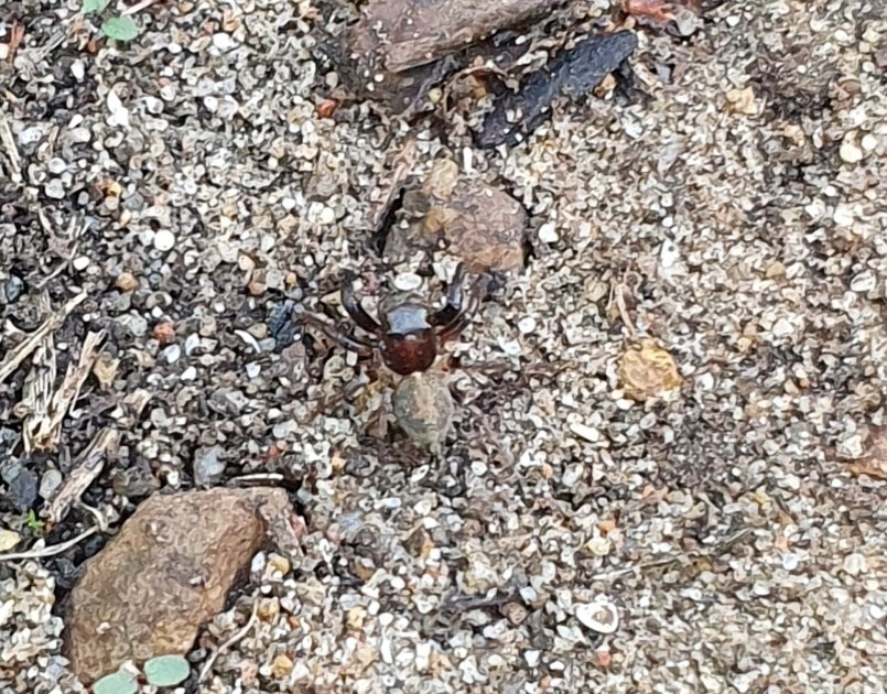 Jumping Spiders from City of Cape Town, ZA-WC, ZA on June 14, 2021 at ...