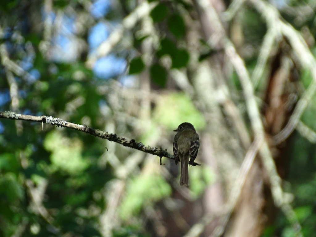 Empidonax Flycatchers from Chippewa National Forest, Northome, MN, US ...