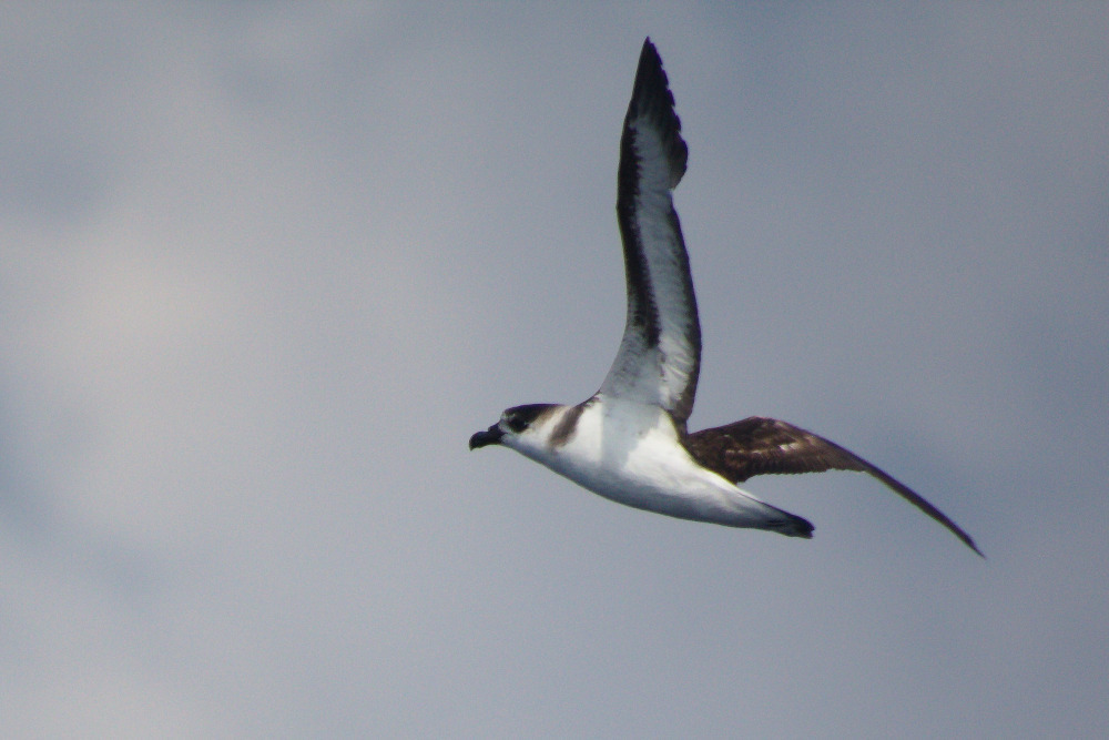 Black-capped Petrel in May 2021 by psweet · iNaturalist