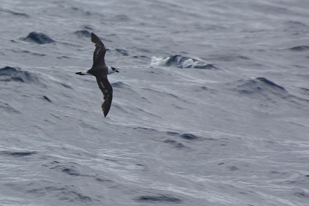 Black-capped Petrel in May 2021 by psweet · iNaturalist