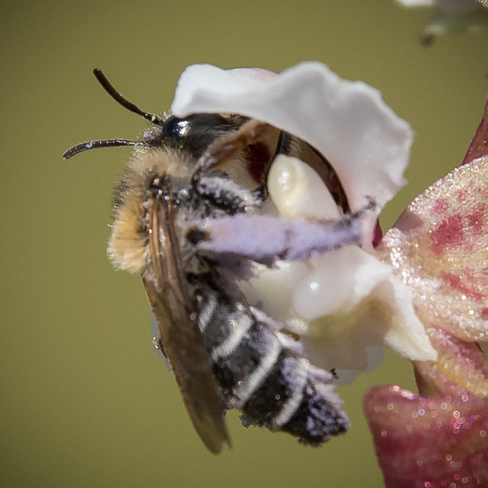 Long-legged Oil Bees (Bee genera of southern Africa) · iNaturalist