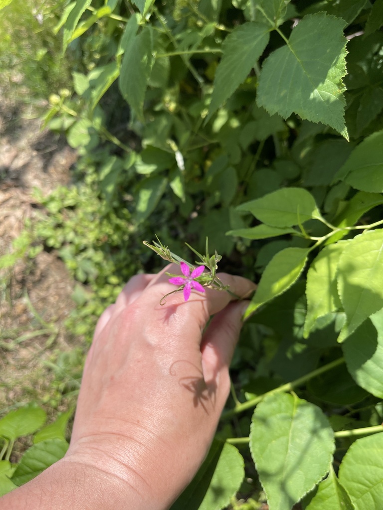 Deptford pink from Franklin Manor Ln, State College, PA, US on June 14 ...