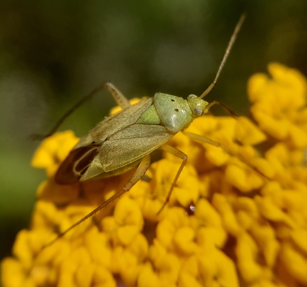 Zweipunktige Wiesenwanze (Tenerife Hemiptera) · iNaturalist
