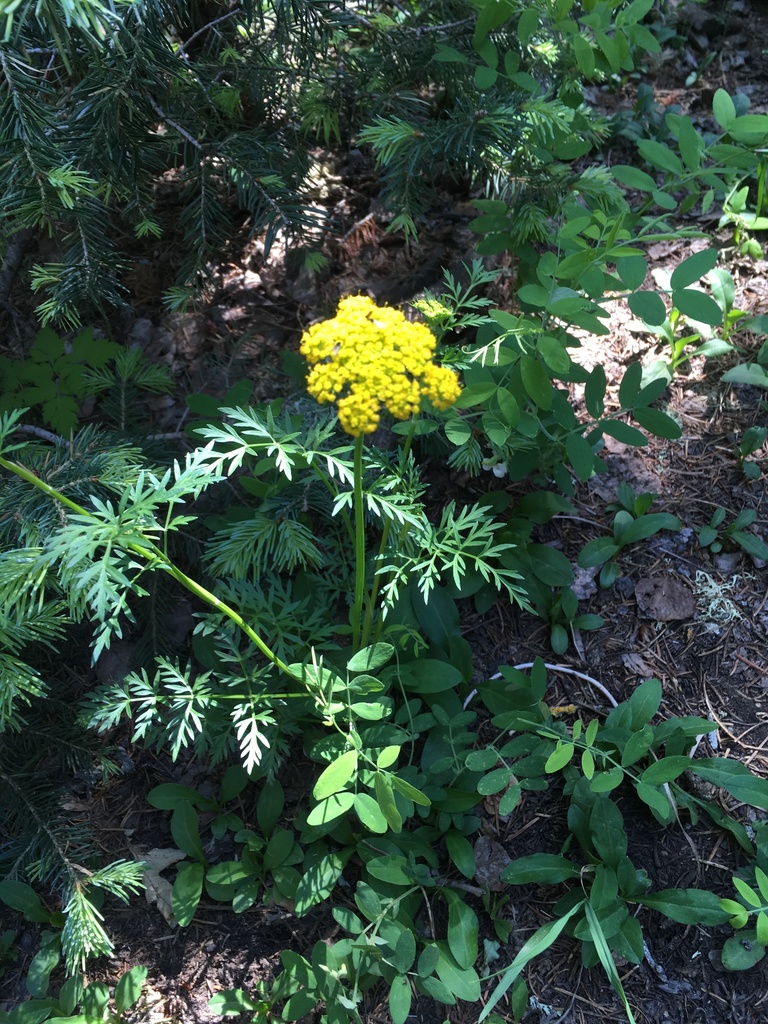 Alpine False Springparsley from Cibola National Forest, Placitas, NM ...