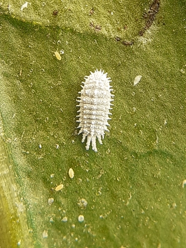 Madeira Mealybug (Phenacoccus madeirensis) · iNaturalist