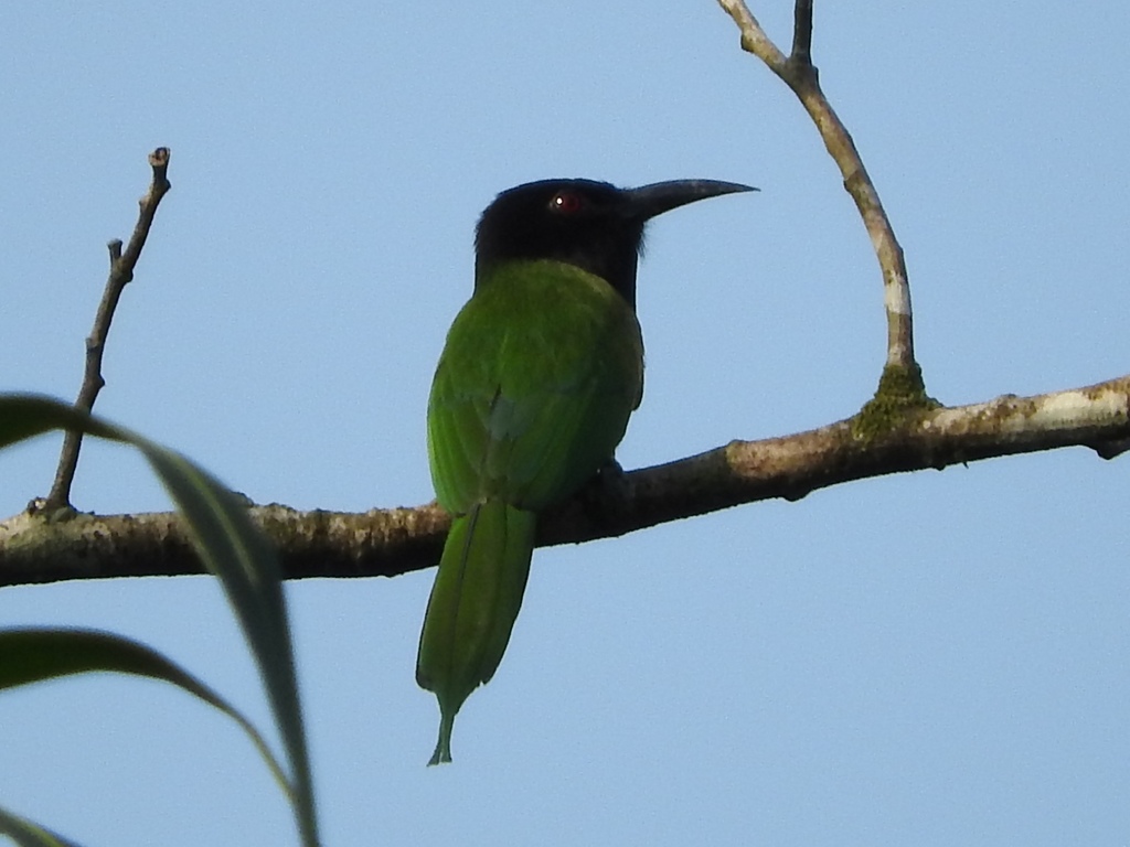 Black-headed Bee-eater from Mai-Ndombe, République démocratique du ...