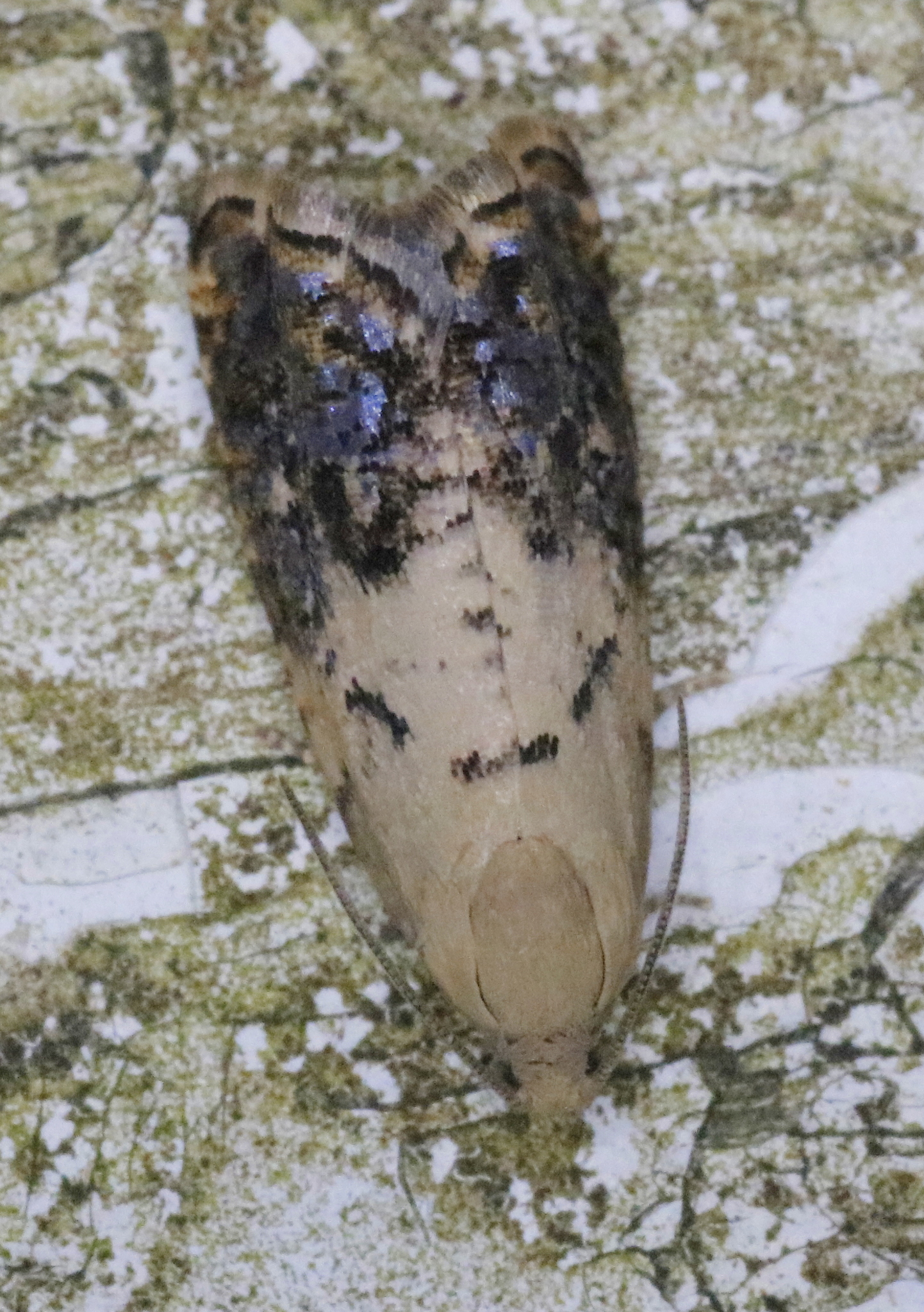 Cydia fletcherana (Kearfott, 1907)