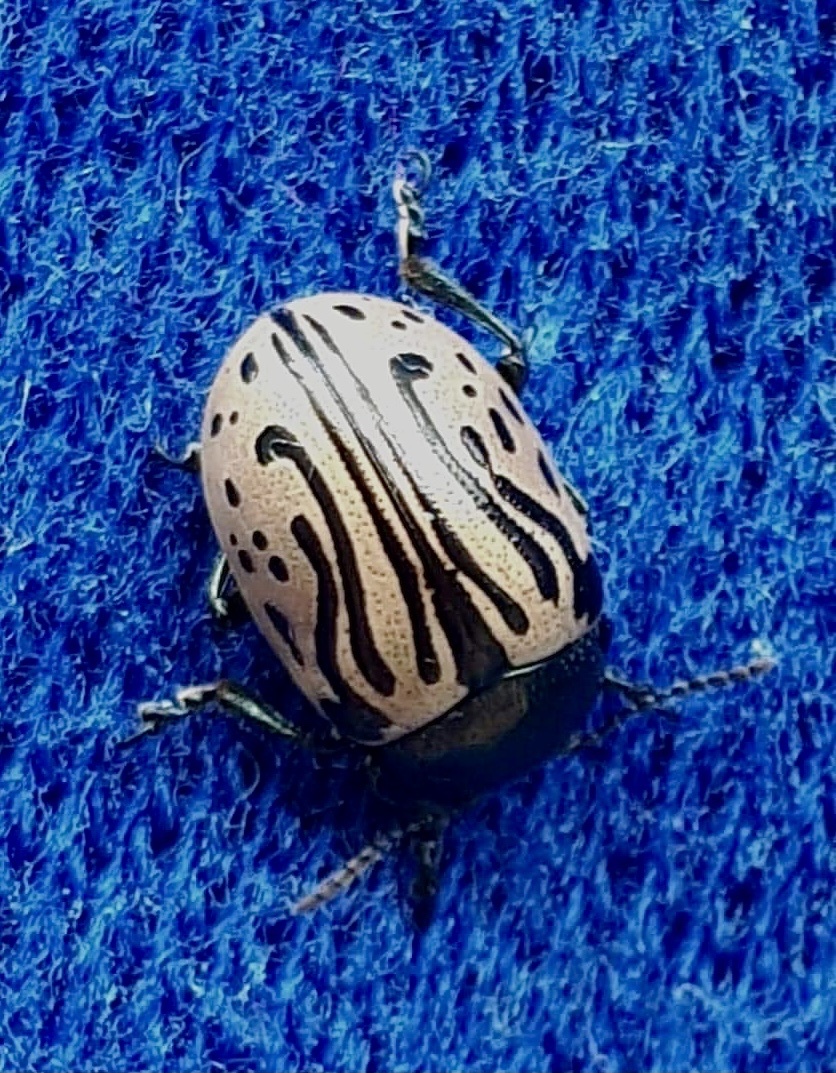 Calligrapha dislocata (Rogers, 1856)