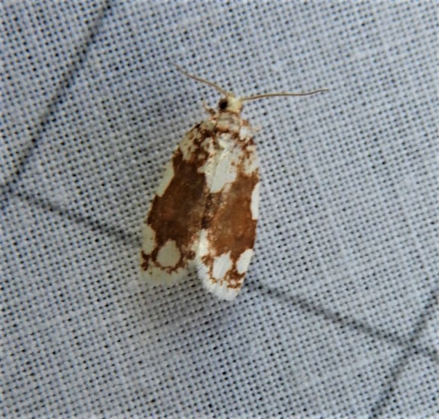 White-spotted Leafroller Moth from Marquette County, WI, USA on June 13 ...